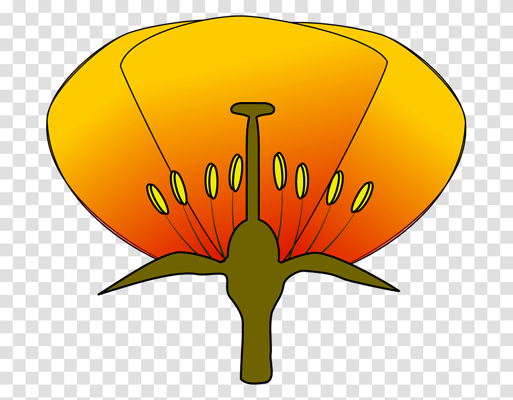 Simple Flower Diagram Clipart Diagram Of A Flower Unlabeled Plant Simple Flower Diagram Clipart Diagram Of A Flower Unlabeled Plant